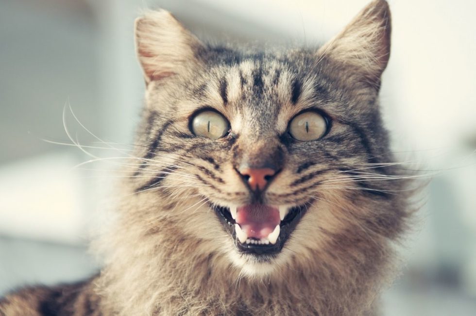 Tips on How to Speak Your Cat’s Language | Animal Works Blog