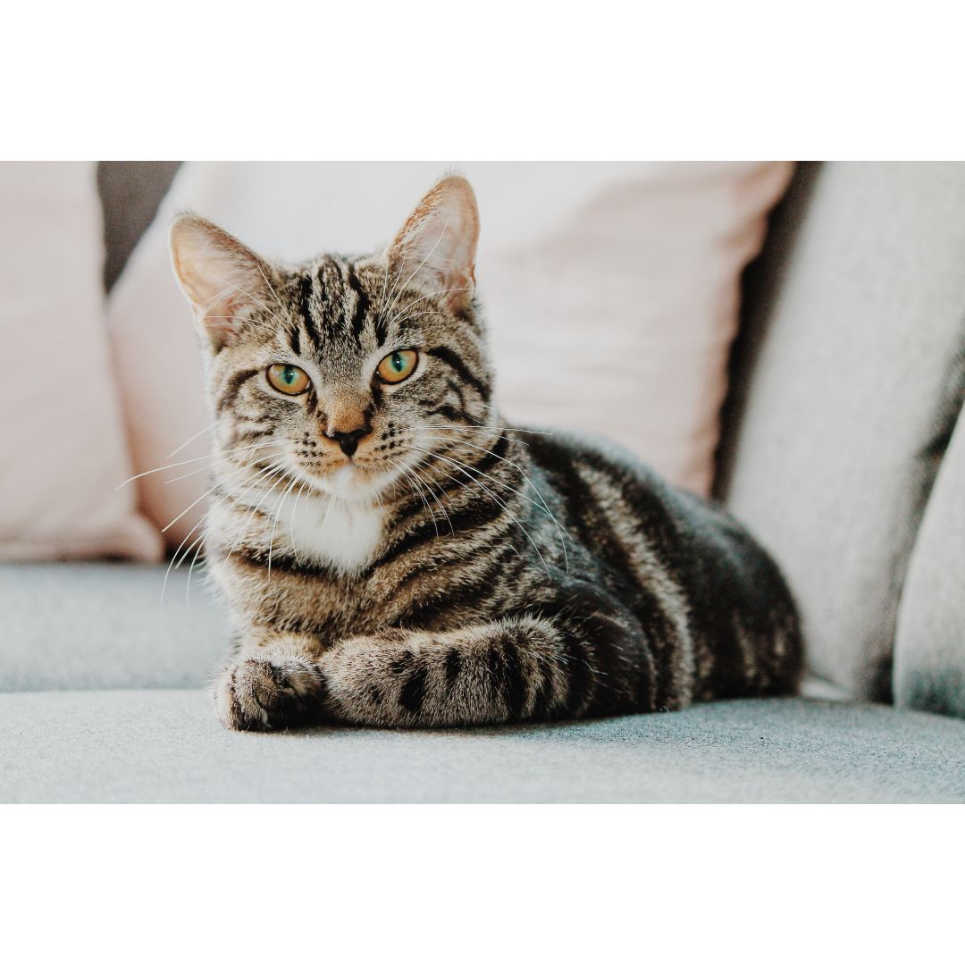 4 Ways to Celebrate National Cat Day - Animal Works - Veterinary Surgery