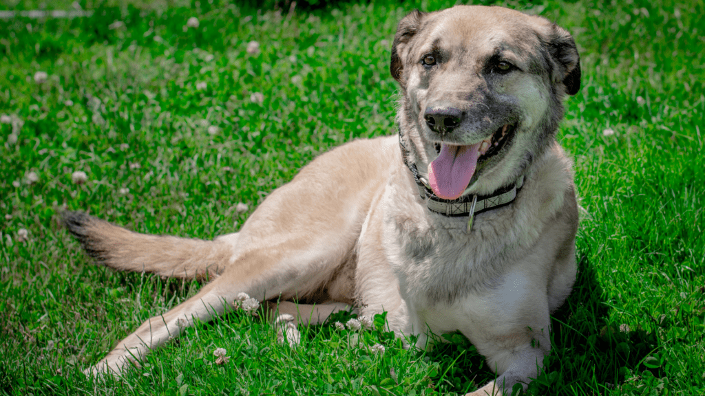 The Truth About Limb Amputation - Animal Works - Veterinary Surgery