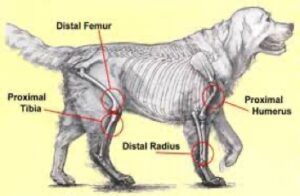 The Truth About Limb Amputation - Animal Works - Veterinary Surgery