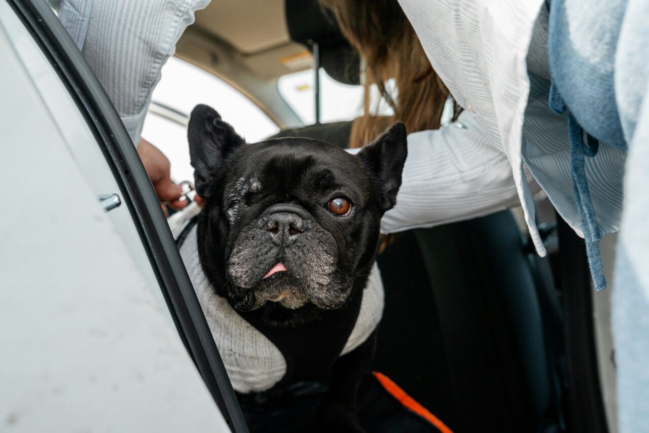 Enucleation - Animal Works - Veterinary Surgery