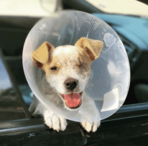 Enucleation - Animal Works - Veterinary Surgery
