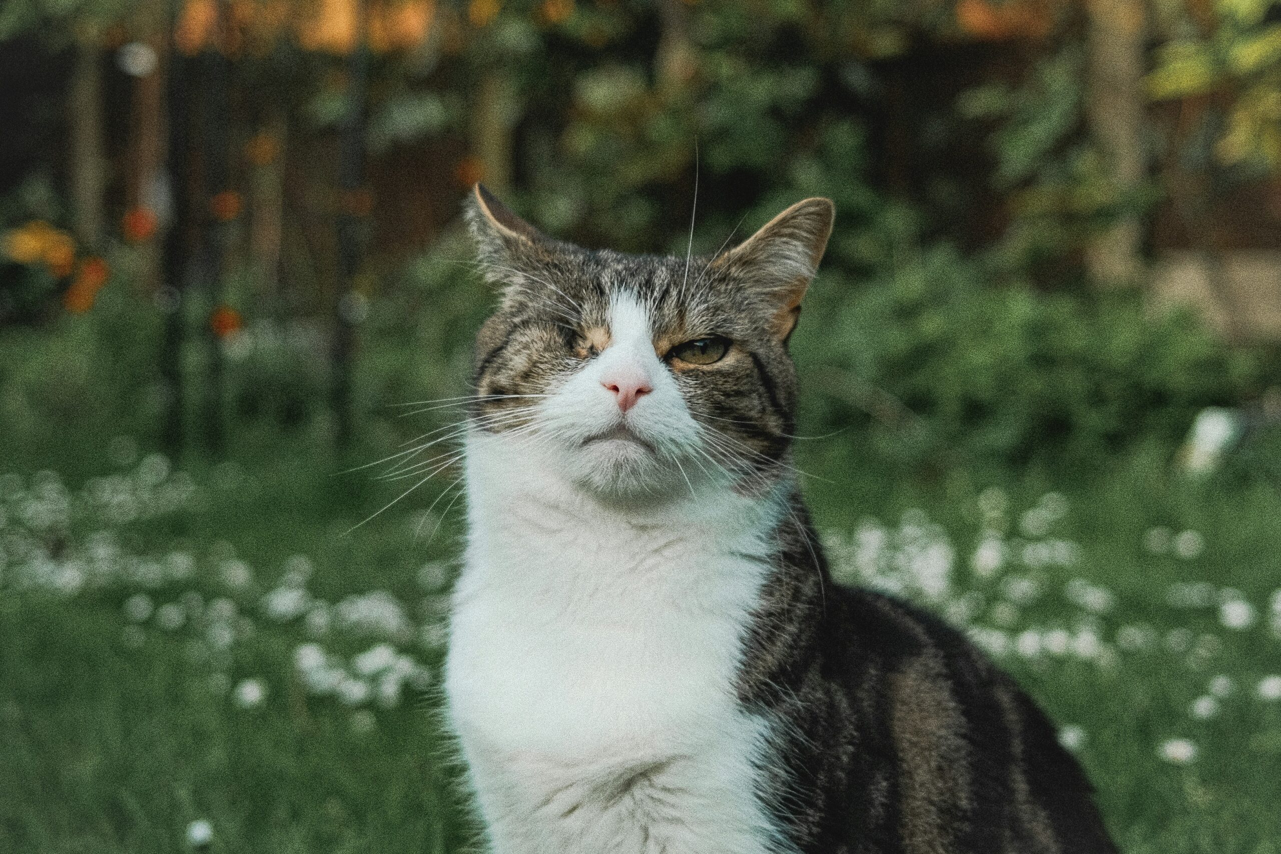 Enucleation - Animal Works - Veterinary Surgery