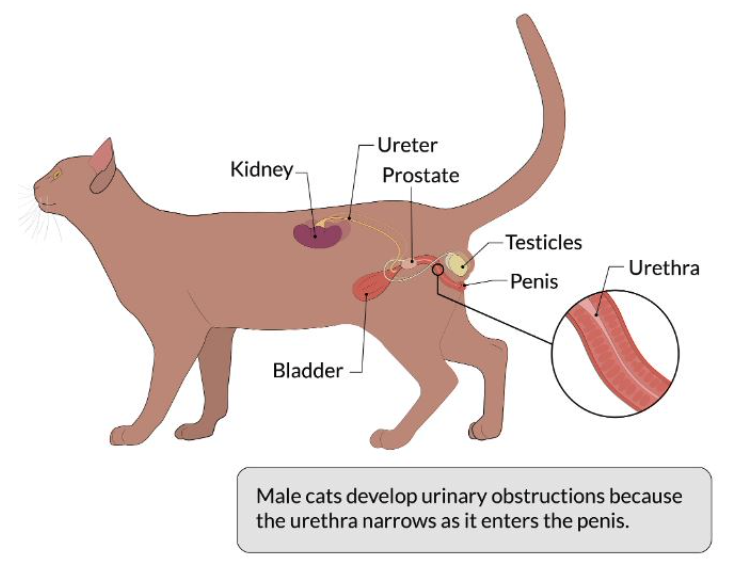 Perineal Urethrostomy: Feline Urinary Obstruction - Animal Works ...