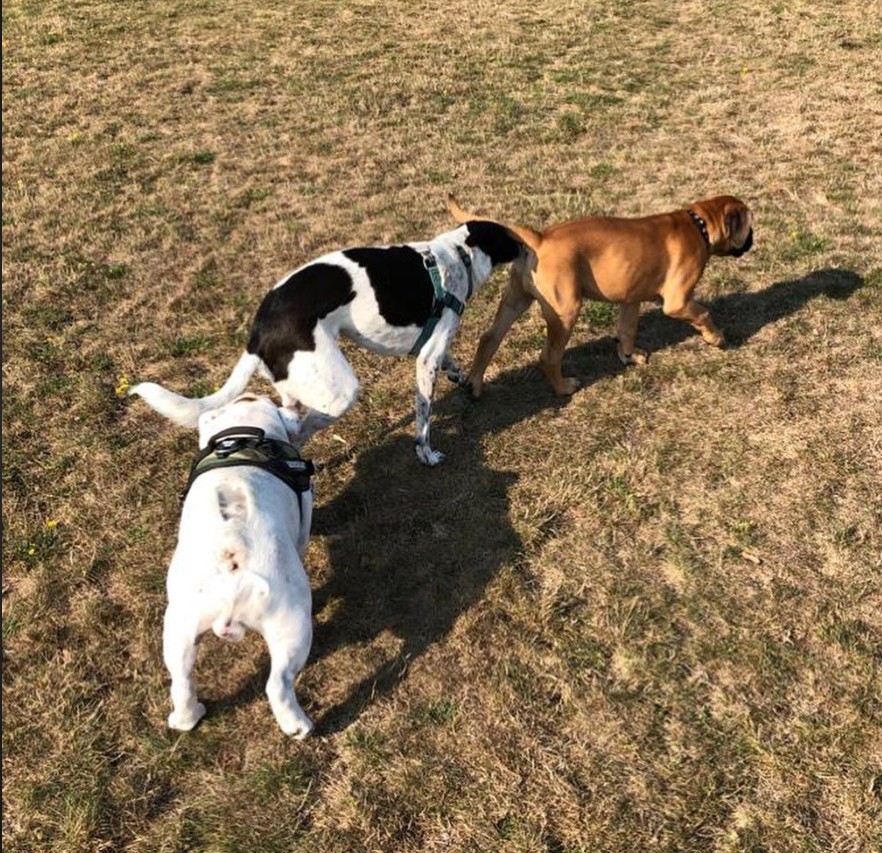 If Pets Have Such a Good Sense of Smell, Why Do They Sniff Each Other’s ...