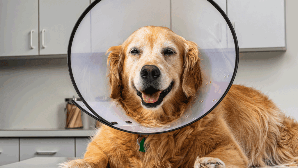 Understanding Vulvoplasty Surgery: Why It Matters for Your Dog’s Health ...