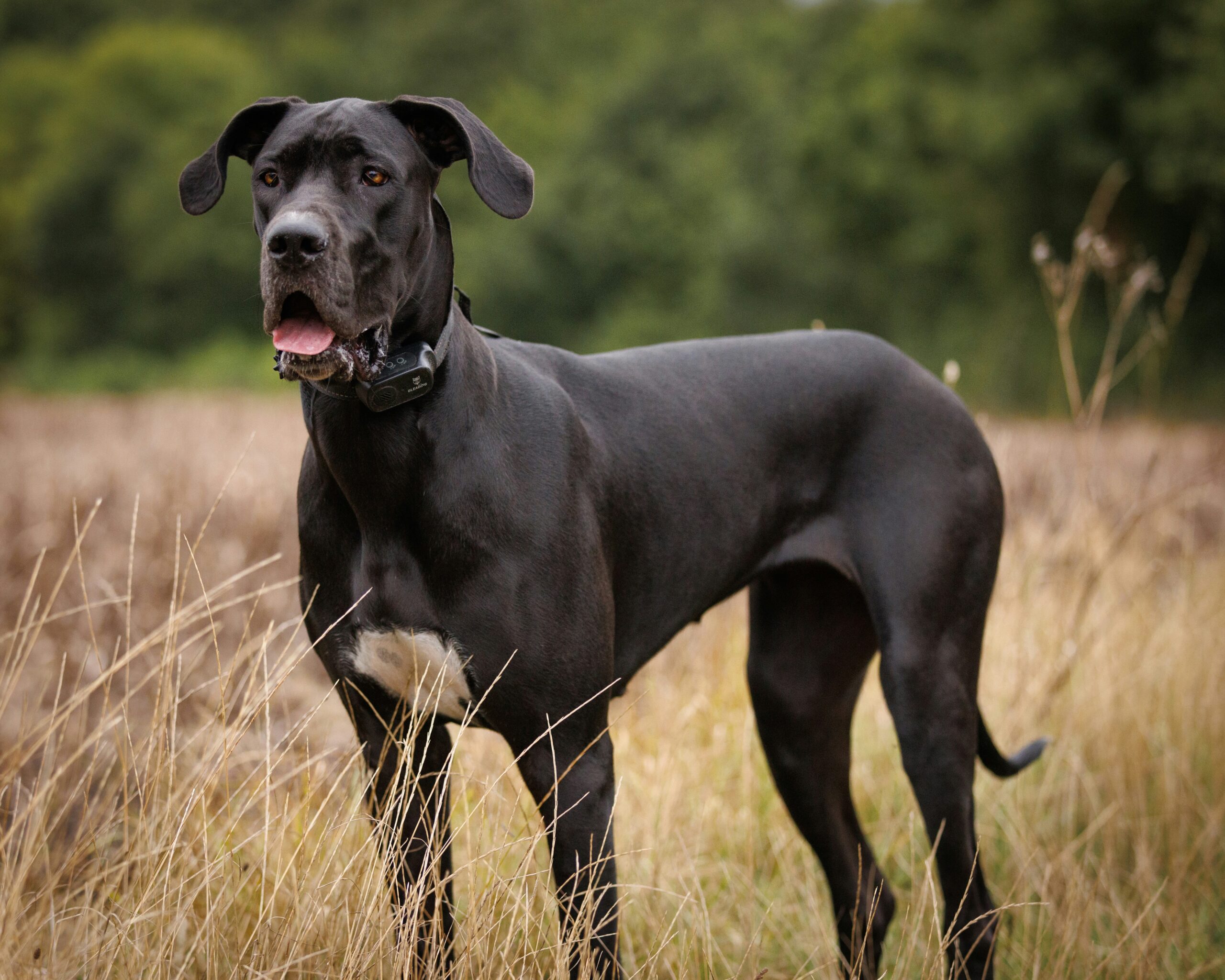 The Gentle Giants: A Look at the World’s Largest Dog Breeds - Animal ...