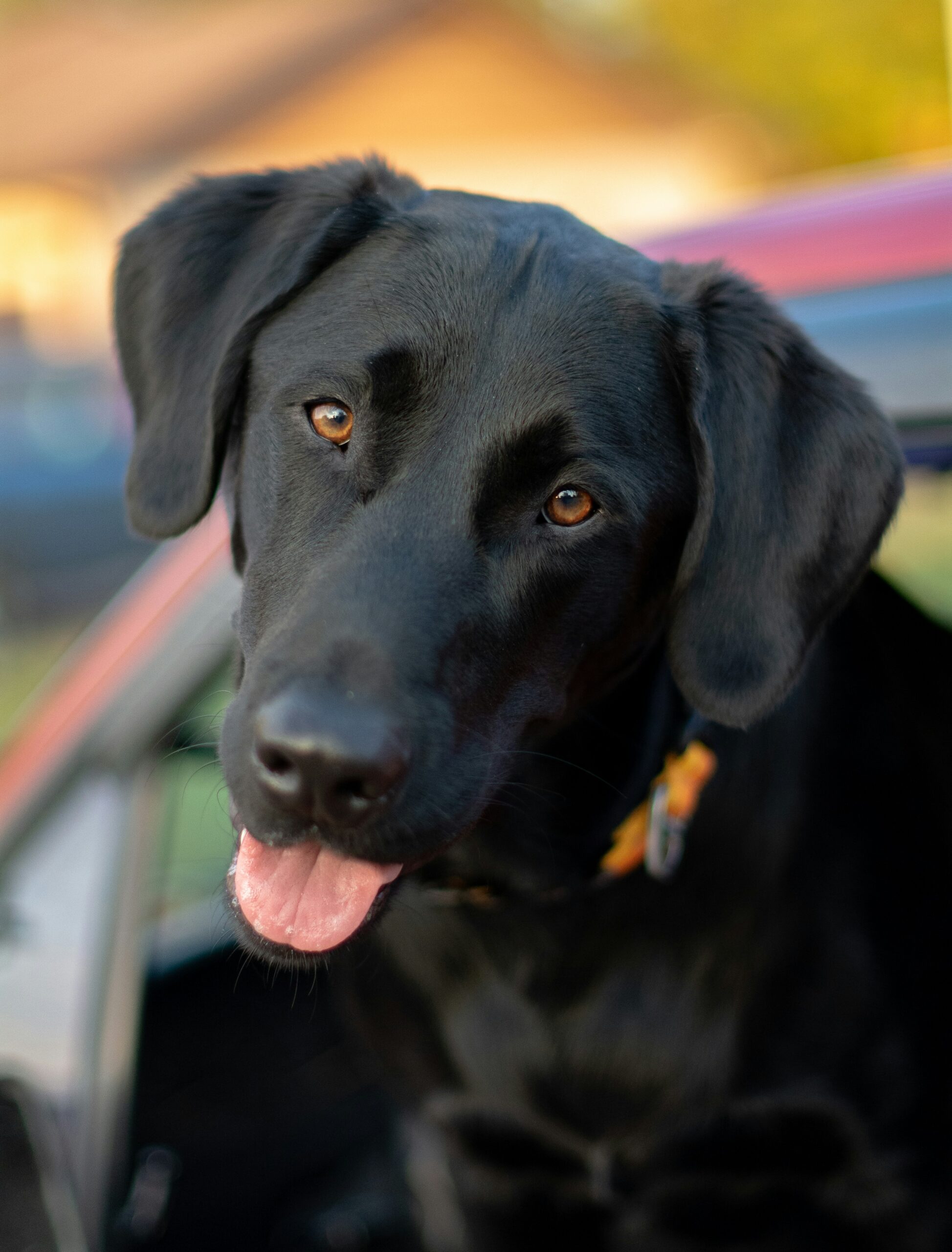 Celebrating National Black Dog Day