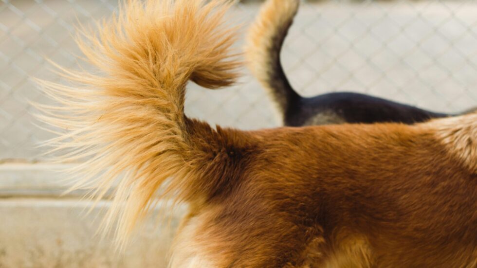 Understanding Tail Amputations in Pets: When They’re Needed & How to ...
