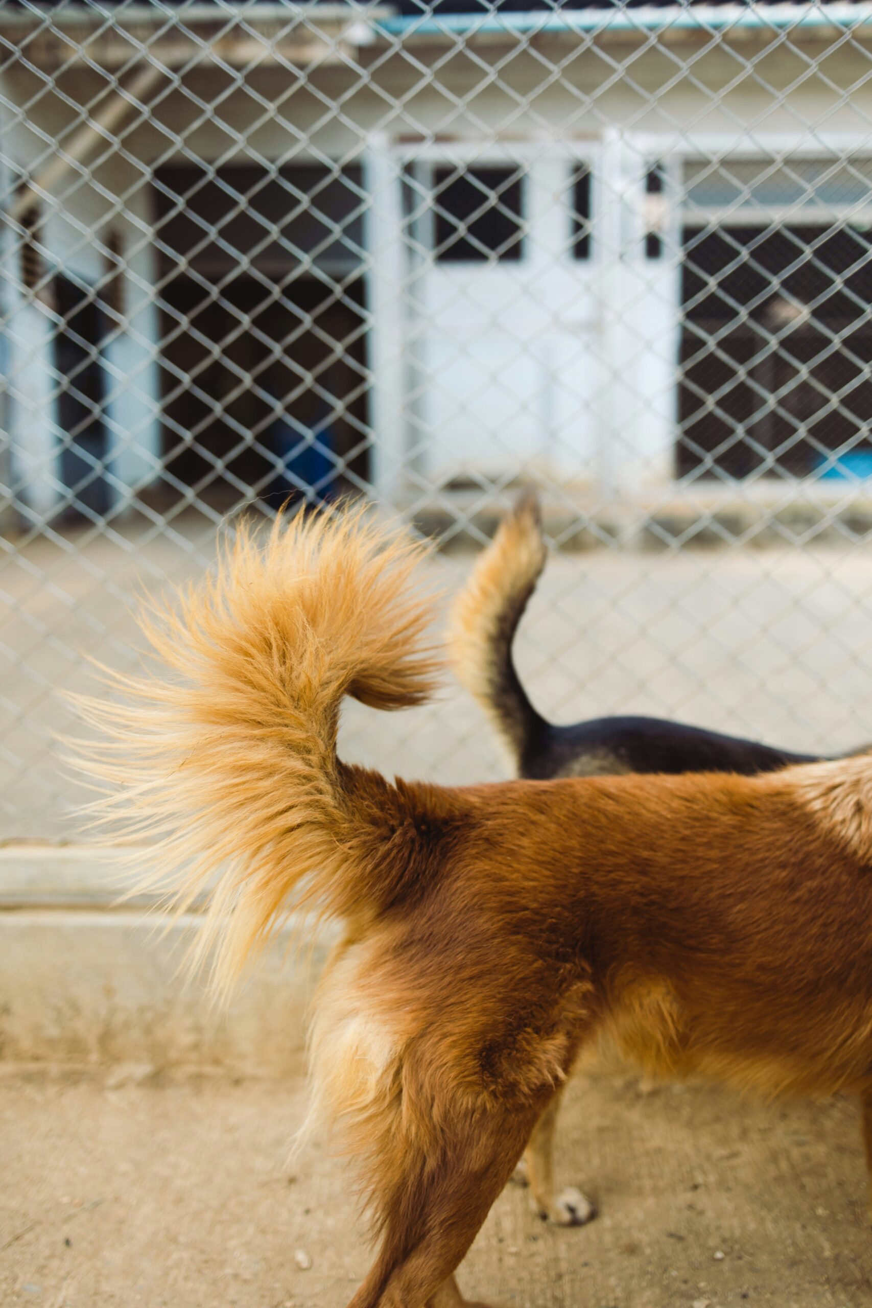Understanding Tail Amputations in Pets: When They’re Needed & How to ...